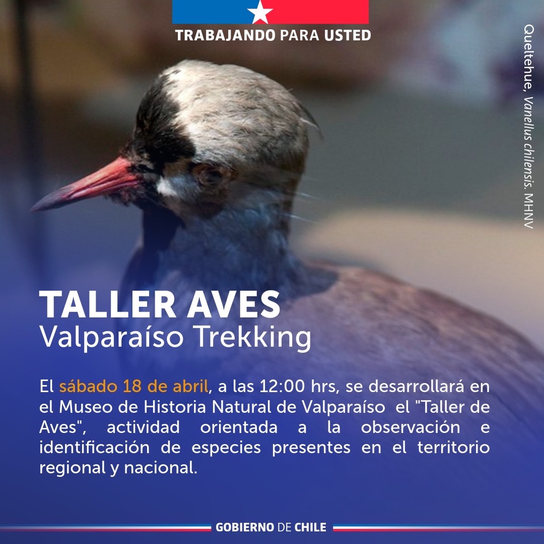 Descubre el fascinante mundo de las aves en Valparaíso – Valpoturístico